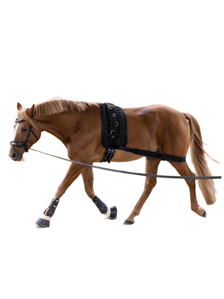 Elastic body band for horse | La Chambrière